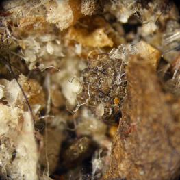 Storage Mites | WGBH News